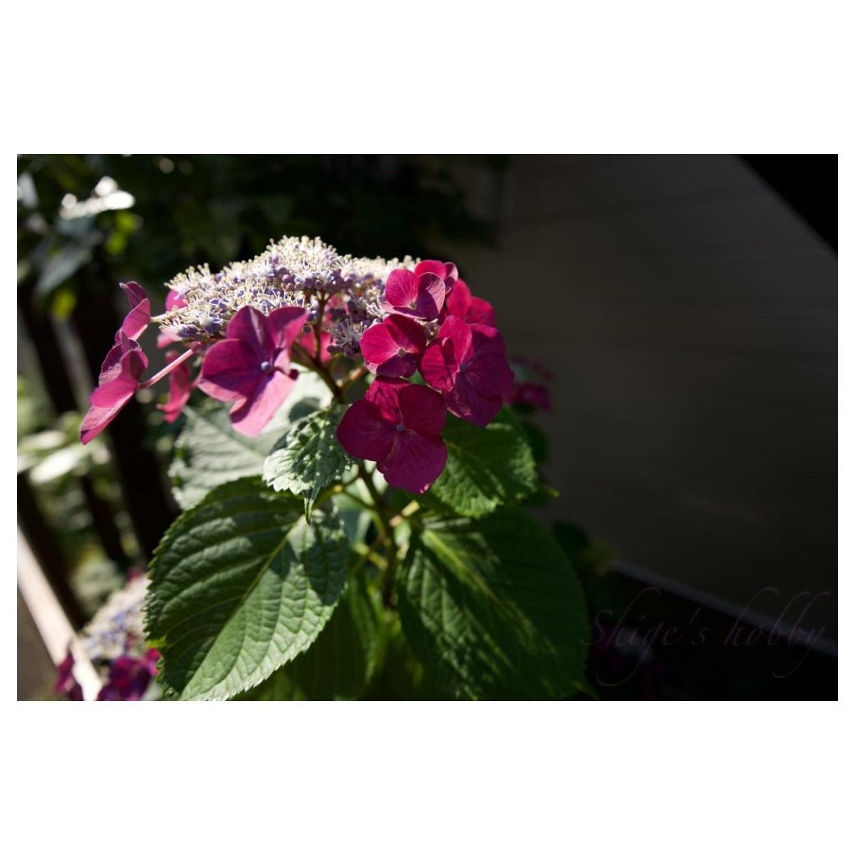 LEICA SL typ601 – Shige's hobby